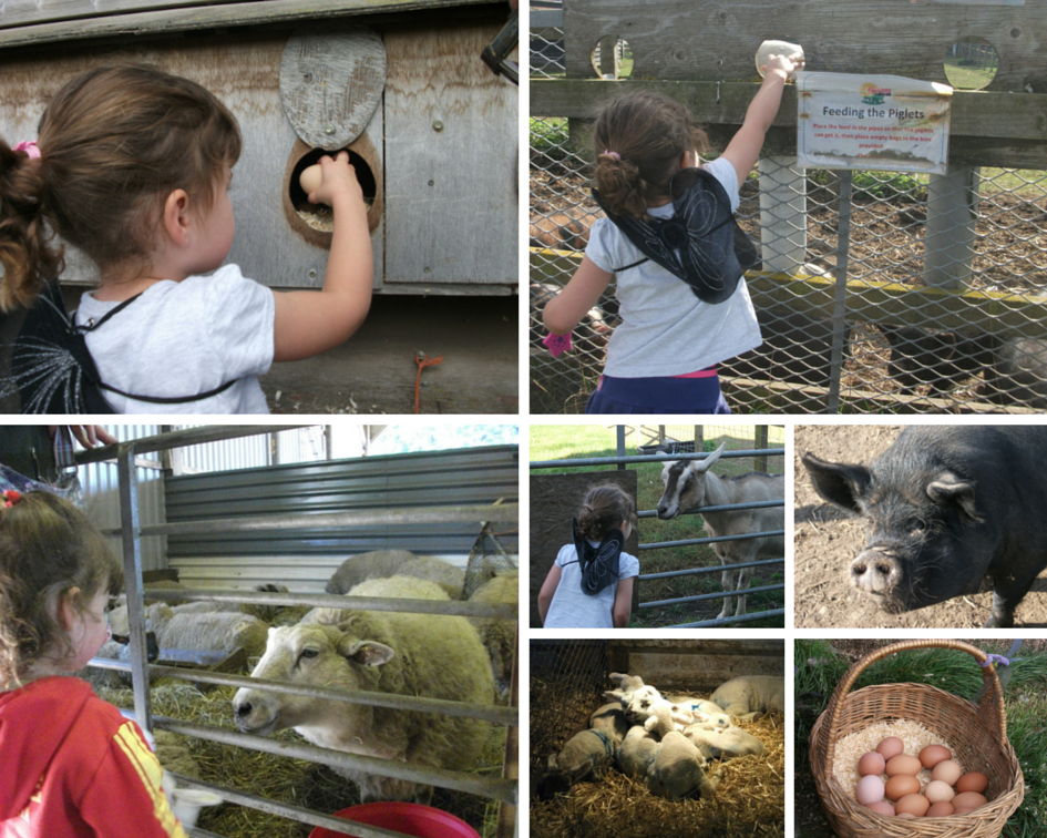 Visit to Pigeons Farm | Little Miss Adventures